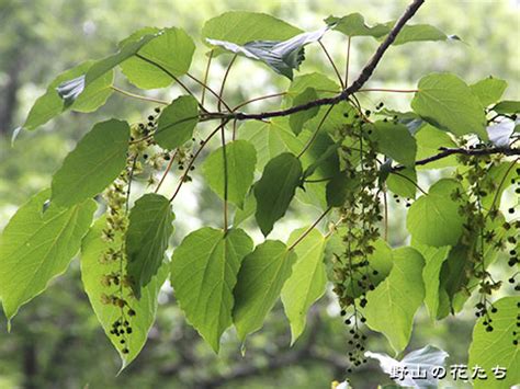 イイギリ 野山の花たち 東北と関東甲信越の花