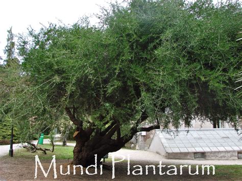 Schinus Polygama Mundi Plantarum