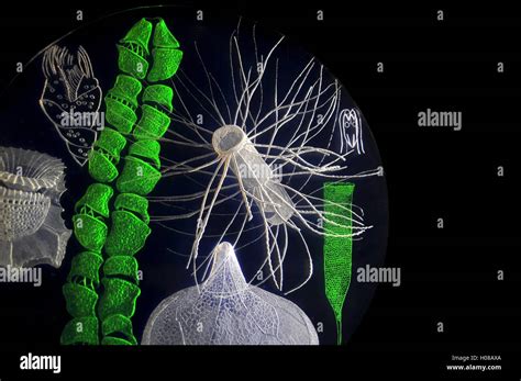 A Model Of Bacteria Stock Photo Alamy