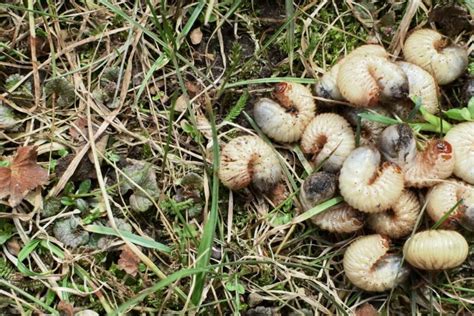 Chafer Grubs And Other Lawn Grubs Plantura