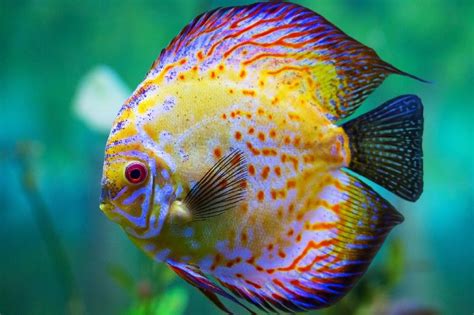 Langkah Langkah Budidaya Ikan Discus Untuk Usaha Dan Binis Ikan Hias