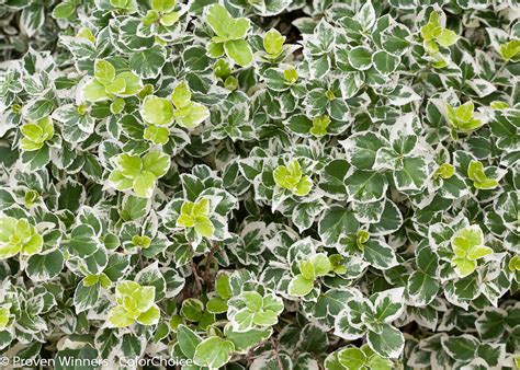 Euonymus Fortunei Wintercreeper
