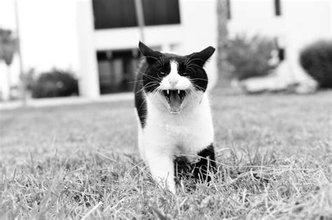 Premium Photo Portrait Of Cat Sitting On Grass