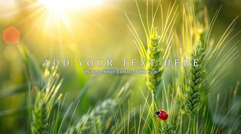 Grassy Summer Desktop Background Psd High Quality Free Psd Templates