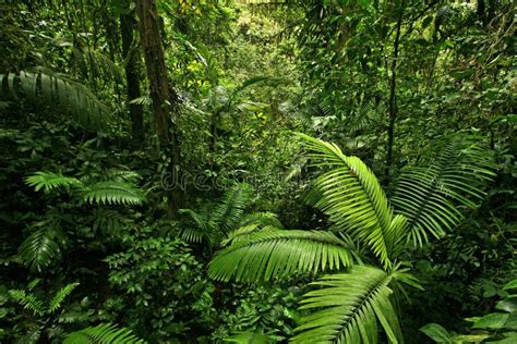 Ranas De La Selva Tropical Foto De Archivo Imagen De Tropics 9518678