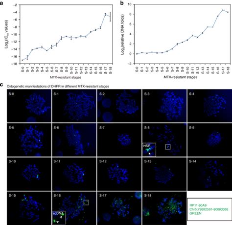 Dhfr 扩增之外的甲氨蝶呤耐药人类癌细胞系的动态基因组变化表明预防耐药性的潜在新靶标 British Journal Of Cancer X Mol