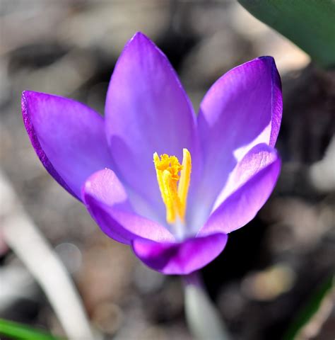 Free Images Blossom Purple Petal Bloom Botany Close Flora