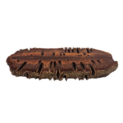 Banksia Nut Slice Pops Shed