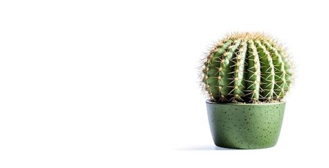 Premium Ai Image Ai Generative Cactus In A Pot On White
