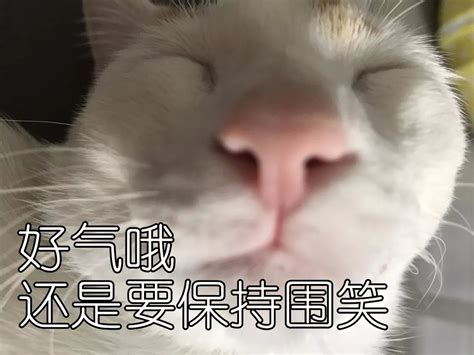 第一届猫咪“丑照”大赛，你准备好存表情包了吗？凤凰资讯
