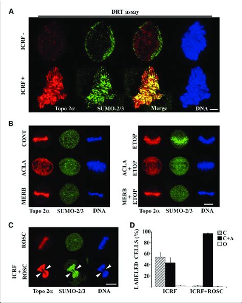 Retention Of Sumo 23 Onto Mitotic Chromatin Correlates With Catalytic