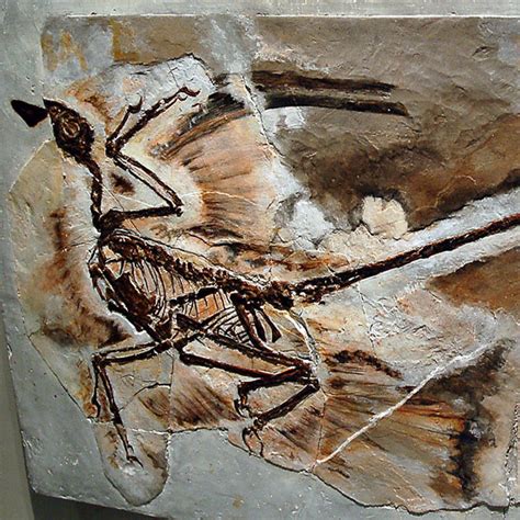 Weekly Science Quiz Microraptor