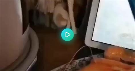 Want Shramp Album On Imgur