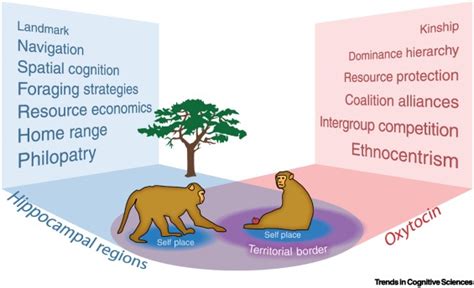 Territoriality Example How To Play Go Territory