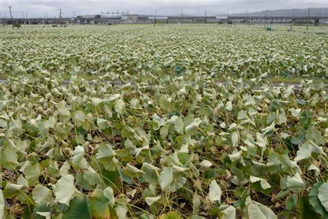 台風一過 世界のブナの森