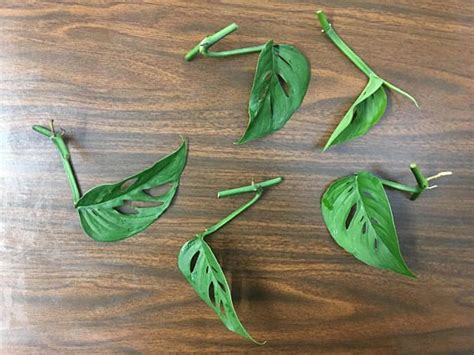 Rare Philodendron Swiss Cheese Cuttings