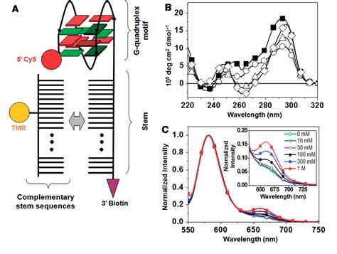 Figure 1 From Dramatic Effect Of Single Base Mutation On The
