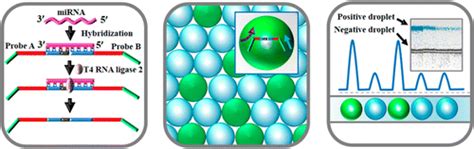 Precise Quantitation Of Microrna In A Single Cell With Droplet Digital Pcr Based On Ligation