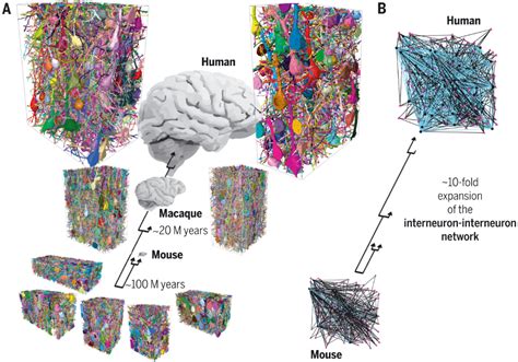 Connectomic Comparison Of Mouse And Human Cortex In 2022 Science