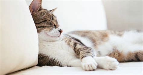 15 Reasons Why Do Cats Sleep So Much