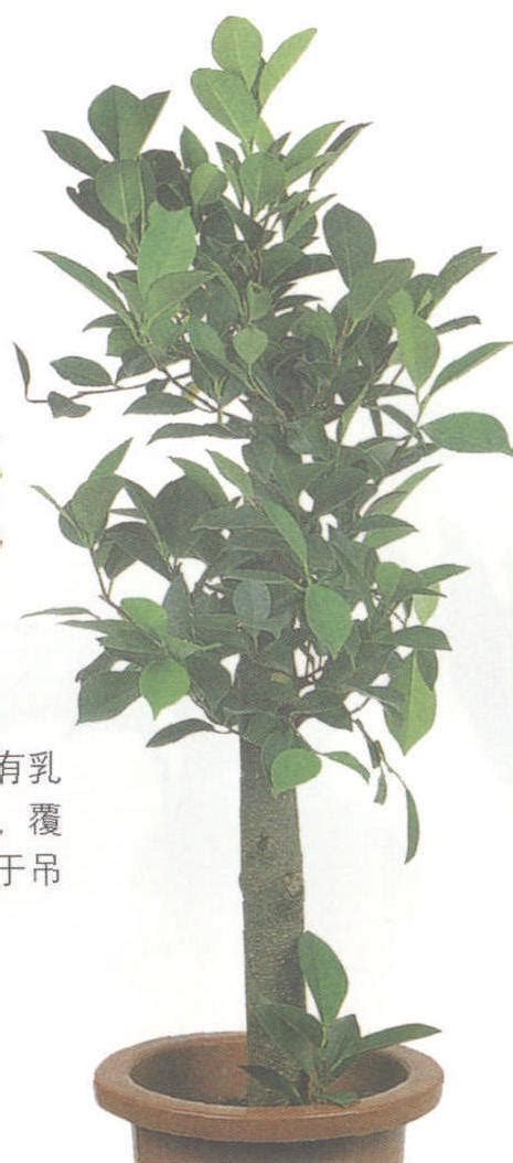 榕树 细叶榕 花 图片