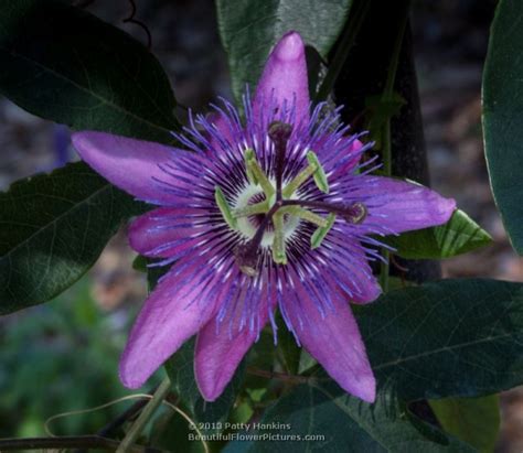 A Few Passion Flowers Beautiful Flower Pictures Blog