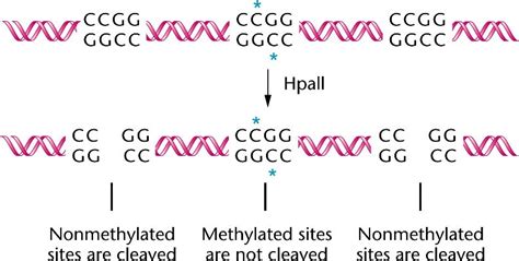 Dna Methylationhpaiihtml 1719a Dna Methylationhpaii