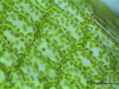 Verschil Tussen Lichtmicroscoop En Elektronenmicroscoop 2021 Nieuws