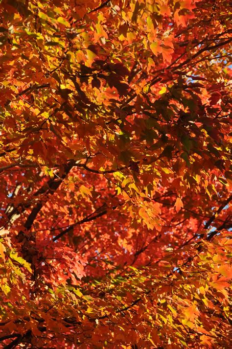 Vicki Lane Mysteries Naked Came The Leaf Peeper