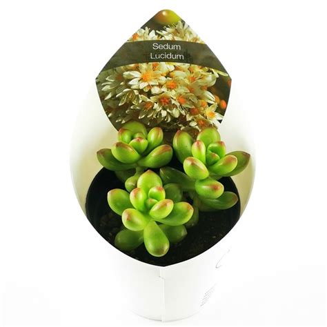 Sedum Lucidum — Plant Wholesale Floraccess