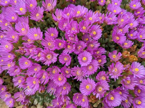 Crassula Aborescens Flower Of The Silver Jade Plant Rpics