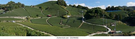 Kyoto Tea Field Photos Images And Pictures