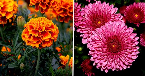 Les Fleurs Dautomne Le Guide Ultime Pour Embellir Votre Jardin