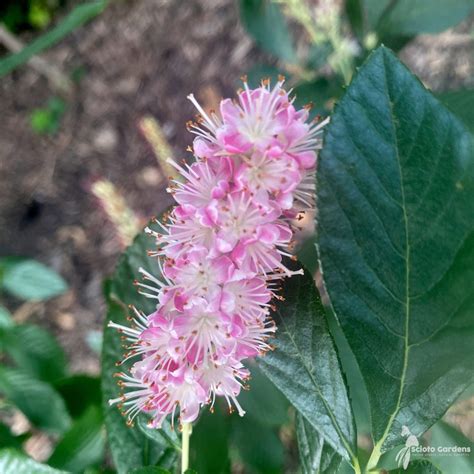 Clethra Alnifolia Ruby Spice 3 Summersweet Scioto Gardens Nursery
