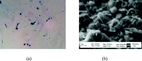A Microscopic Image And B Sem Image For Microalgae Bacteria Interaction Download