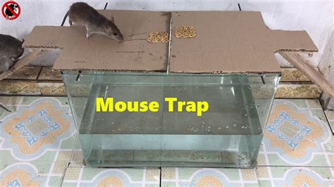 Papper Mouse Trap How To Make A Mouse Trap Homemade Easy Saving A Lot