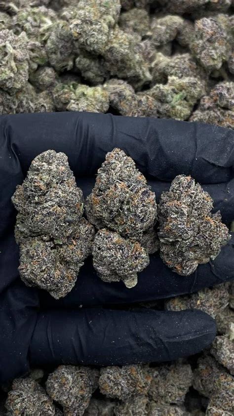 Gushers Strain Organic Kush Farms