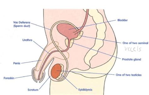 Anatomy Physiology Of Reproductive Sex Organs Flashcards Quizlet