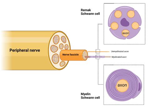 The Organization Of Remak Schwann Cells And Myelin Schwann Cells In