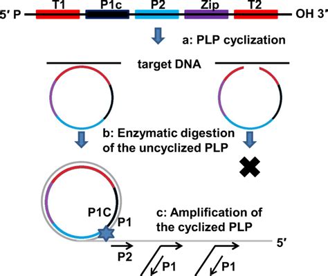 Hrca Reaction Process 1 Plp Cyclization The 5′ And 3′ Terminal