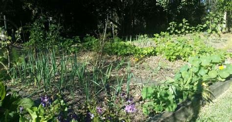 Vegetable Garden Paths Design Considerations Myfoodgarden