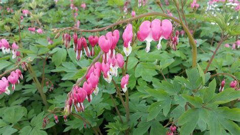 Buy Old Fashioned Bleeding Heart Plants Stadler Nurseries
