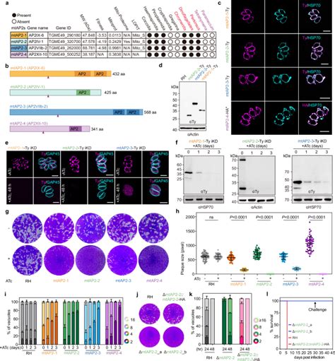 Apicomplexan Mitoribosome From Highly Fragmented RRNAs To A Functional