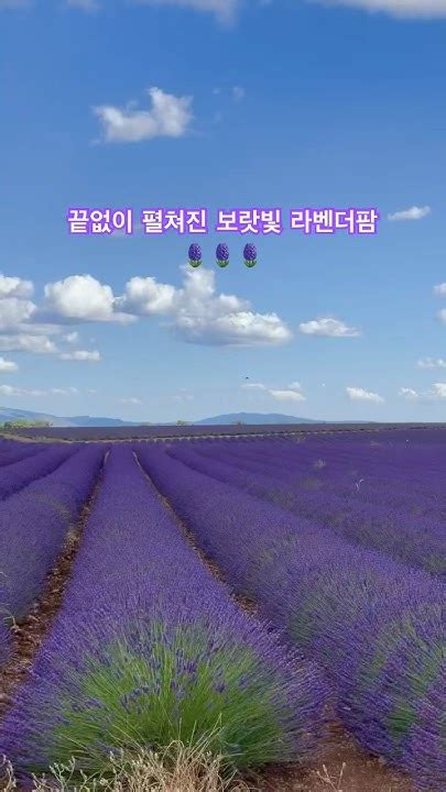 남프랑스여행 보랏빛향기 가득한 라벤더 팜🪻🪻🪻발랑솔 남프랑스 텐트밖은유럽 유럽 유럽여행 프랑스 프랑스여행