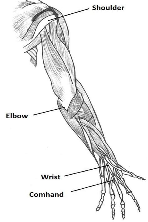 Accelerometer Points Positions Along Human Arm Download Scientific Diagram