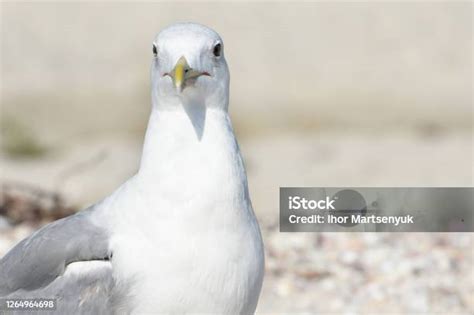 모래 사장에서 갈매기 전면 보기입니다 공간을 복사합니다 갈매기에 대한 스톡 사진 및 기타 이미지 갈매기 깃털 깨끗한 Istock