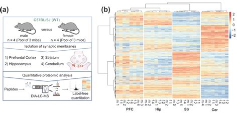 Quantitative Lc Ms Analysis Of The Brain Region Specific Synaptic Download Scientific Diagram