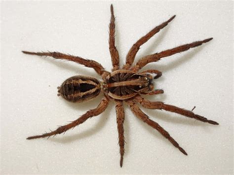 Download Spider Pictures