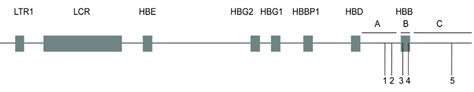 Schematic Representation Of The Variant Location On The β Globin