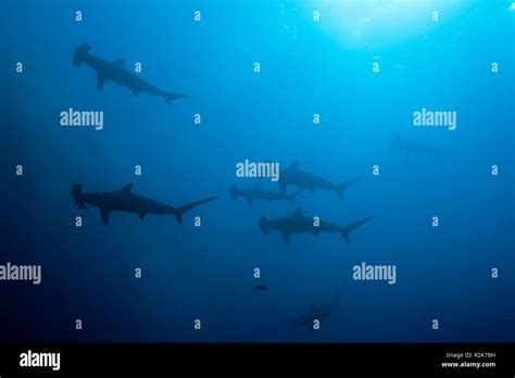 Scalloped Hammerhead Sharks Sphyrna Lewini Wolf Island Galapagos